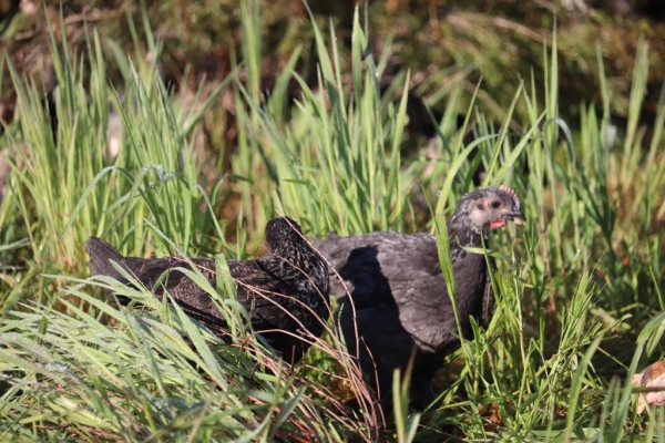 Spring 2021 - Grassland Poultry