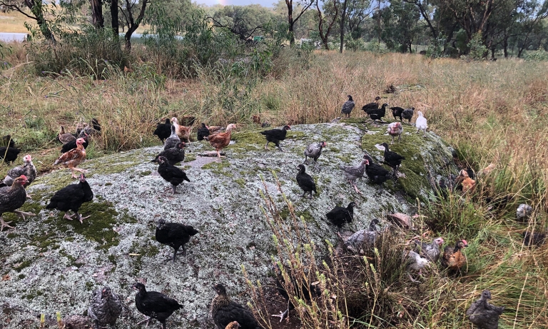 Welcome to Grassland Poultry - Grassland Poultry