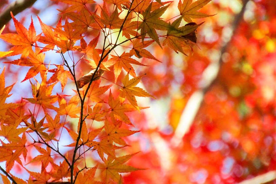 Autumn 2023 - Grassland Poultry