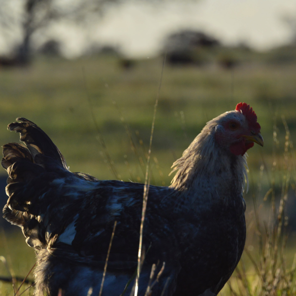 Farm Tour & Dinner - Grassland Poultry